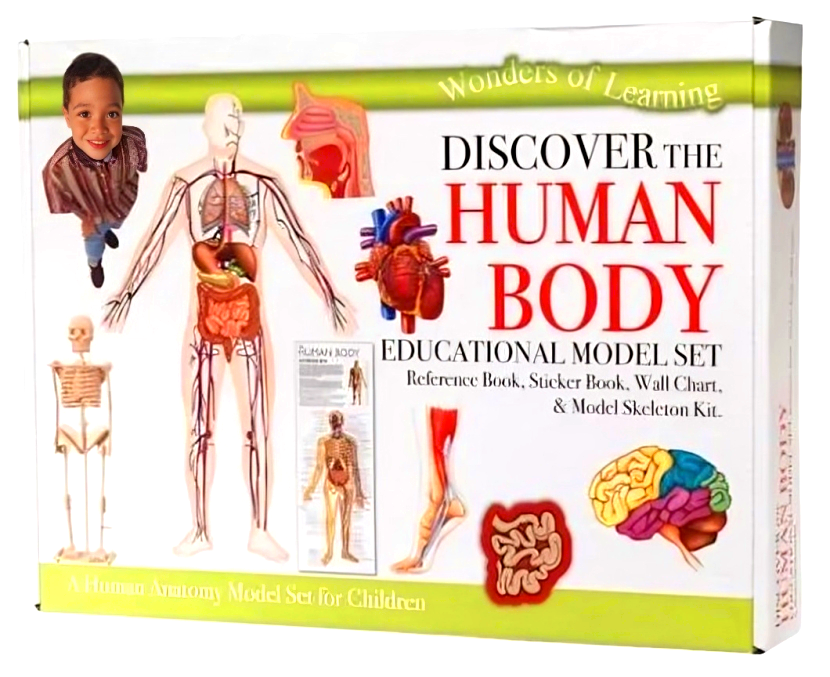 Discover the Human Body: Educational Model Set – BookXcess