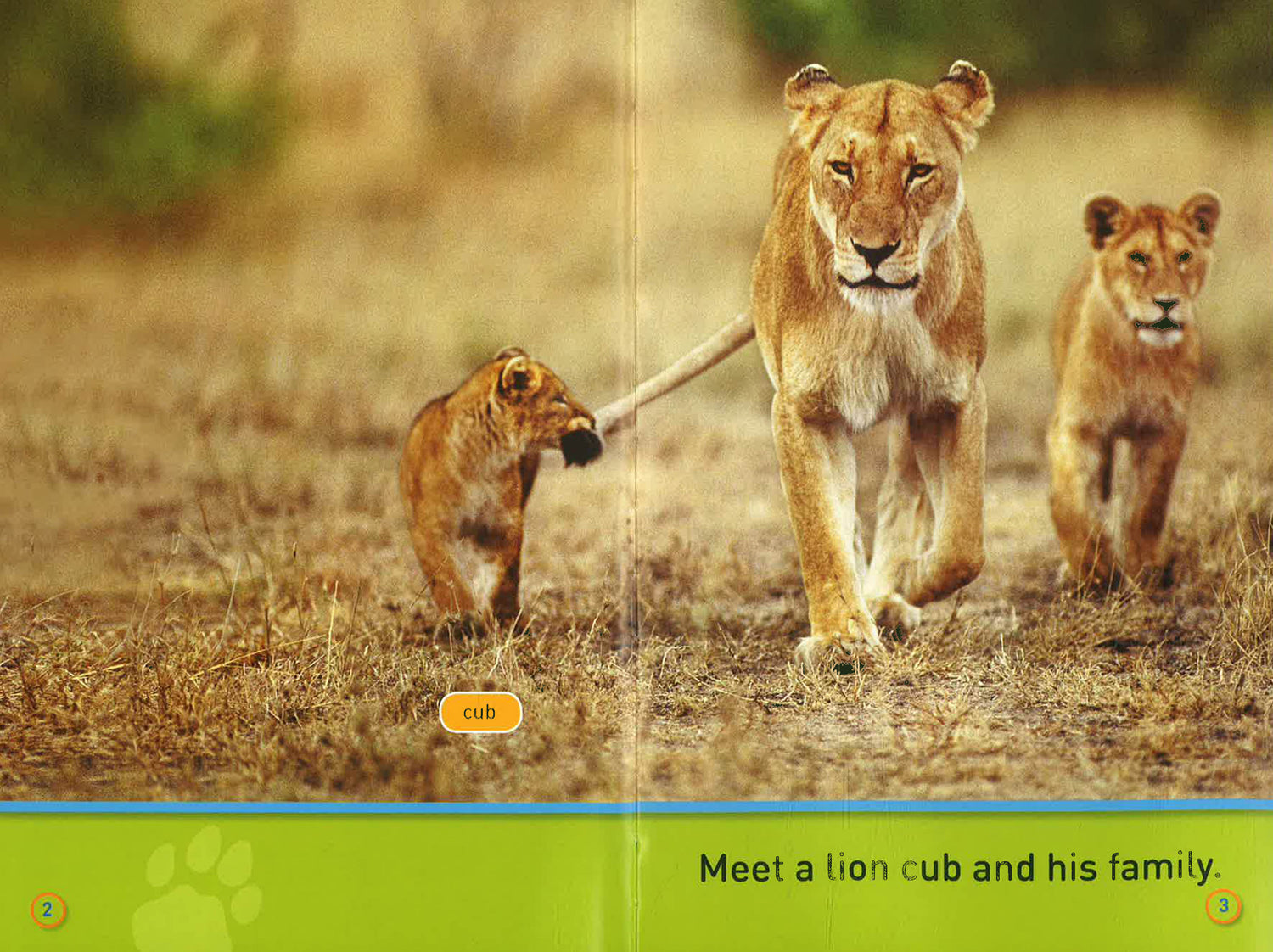 National Geographic Kids: Go, Cub! – BookXcess