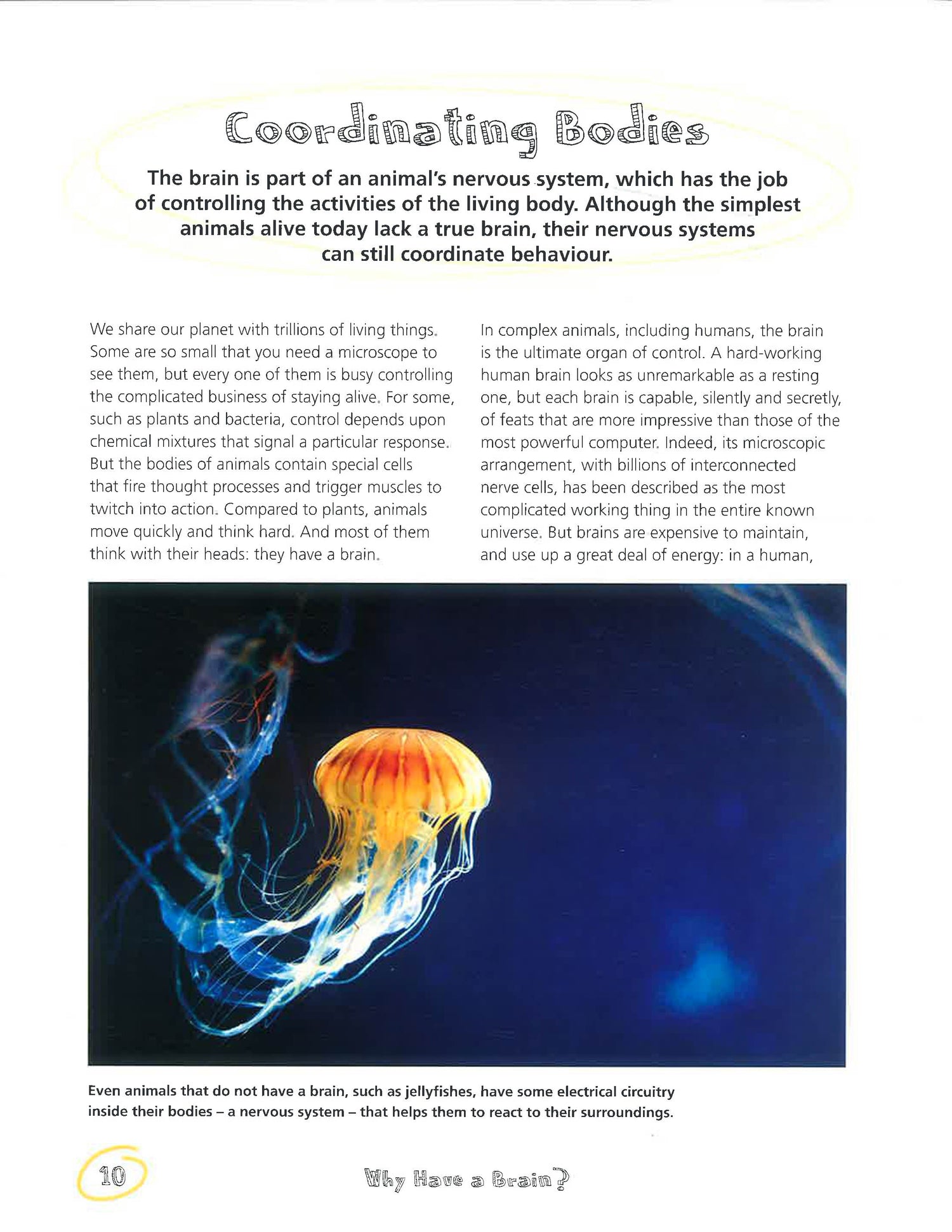The Secret Life Of The Brain – BookXcess