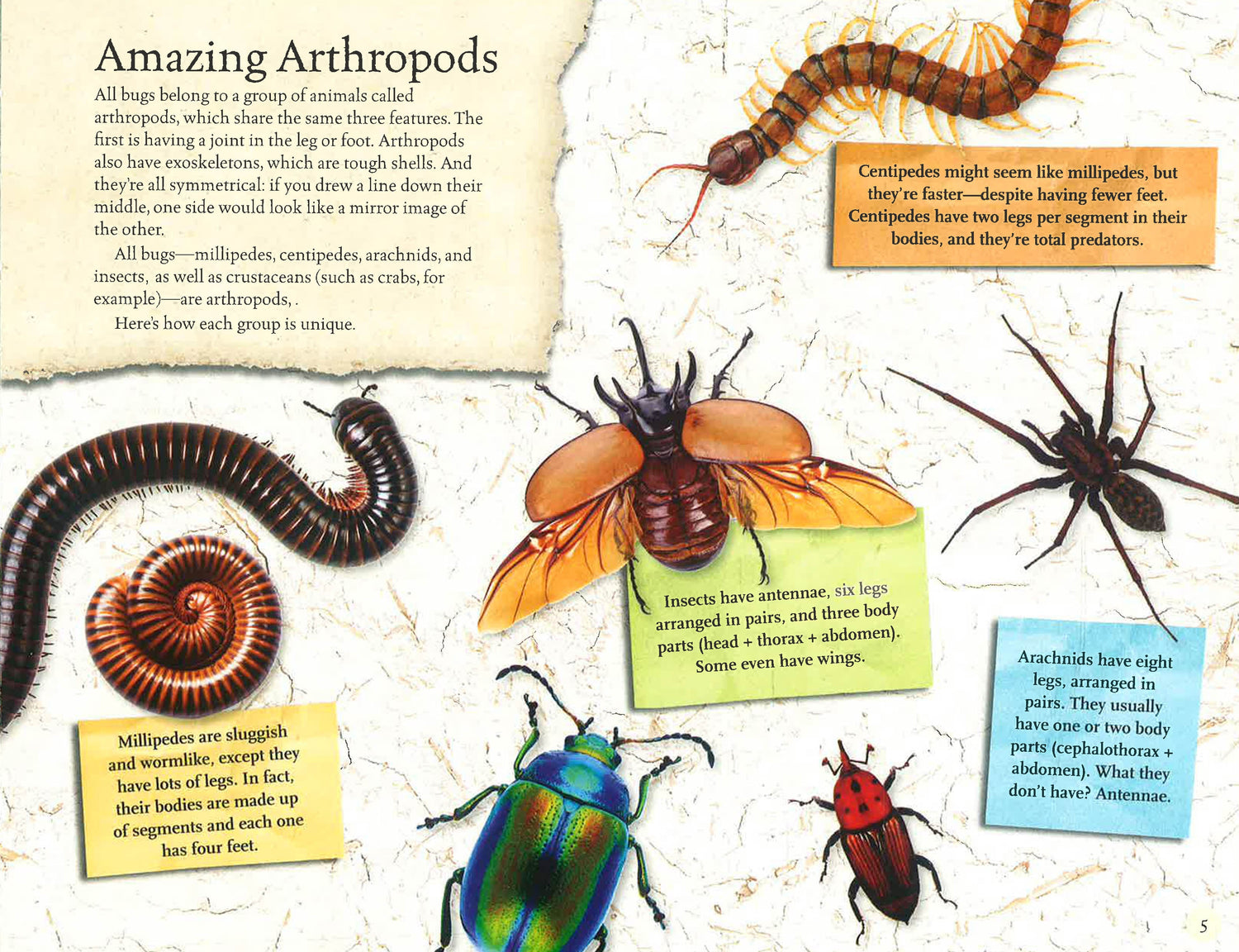 Amazing World: Bugs: Get To Know 20 Crazy Bugs – BookXcess