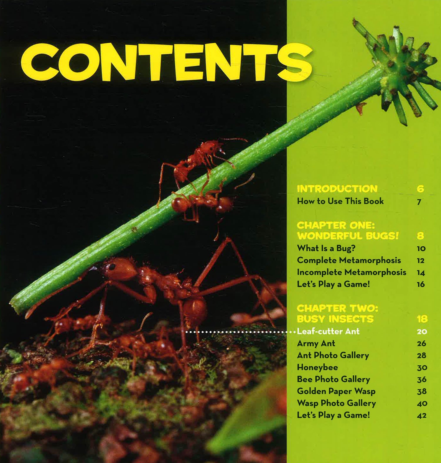 National Geographic Little Kids First Big Book of Bugs – BookXcess