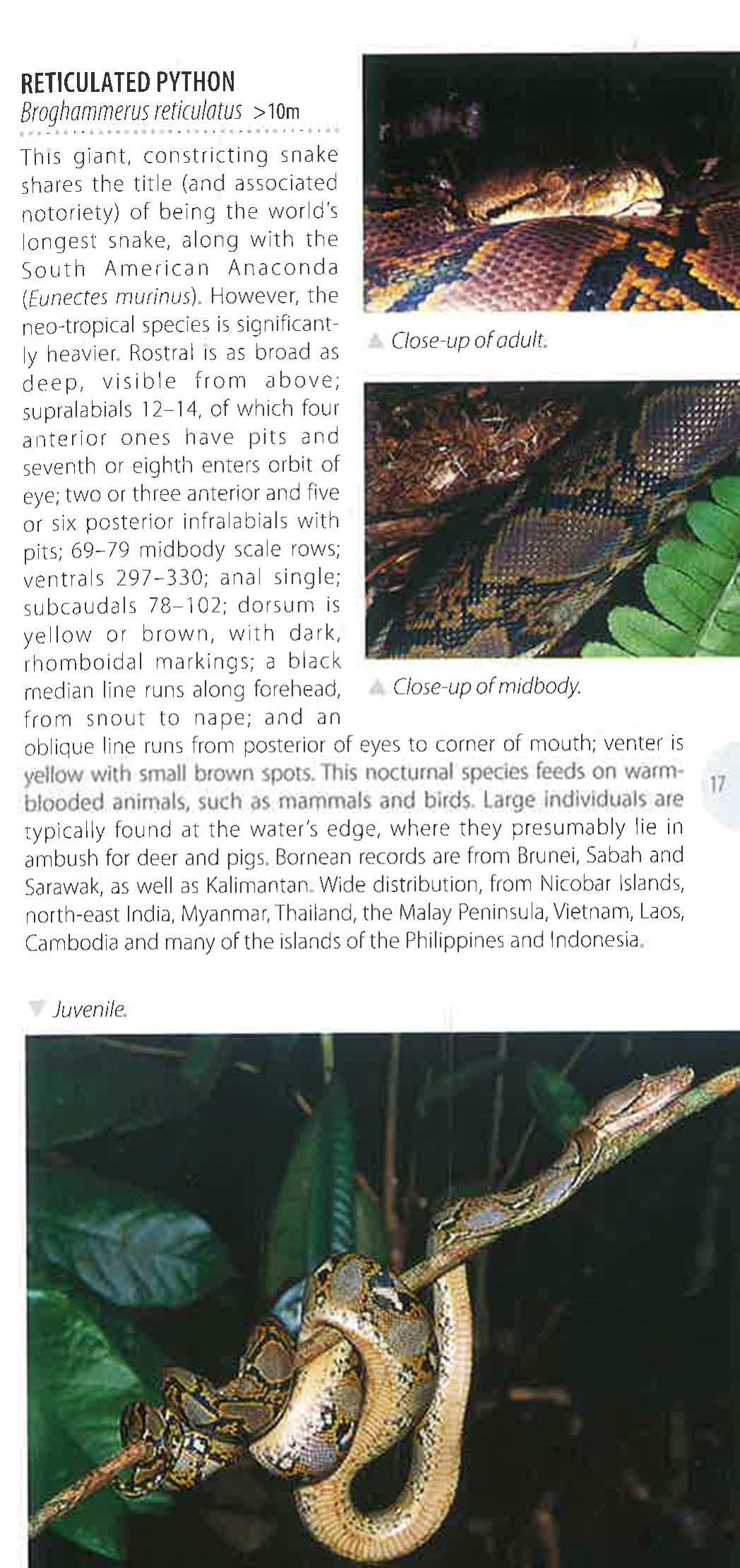 Pocket Photo Guides: Snakes And Other Reptiles Of Borneo – BookXcess