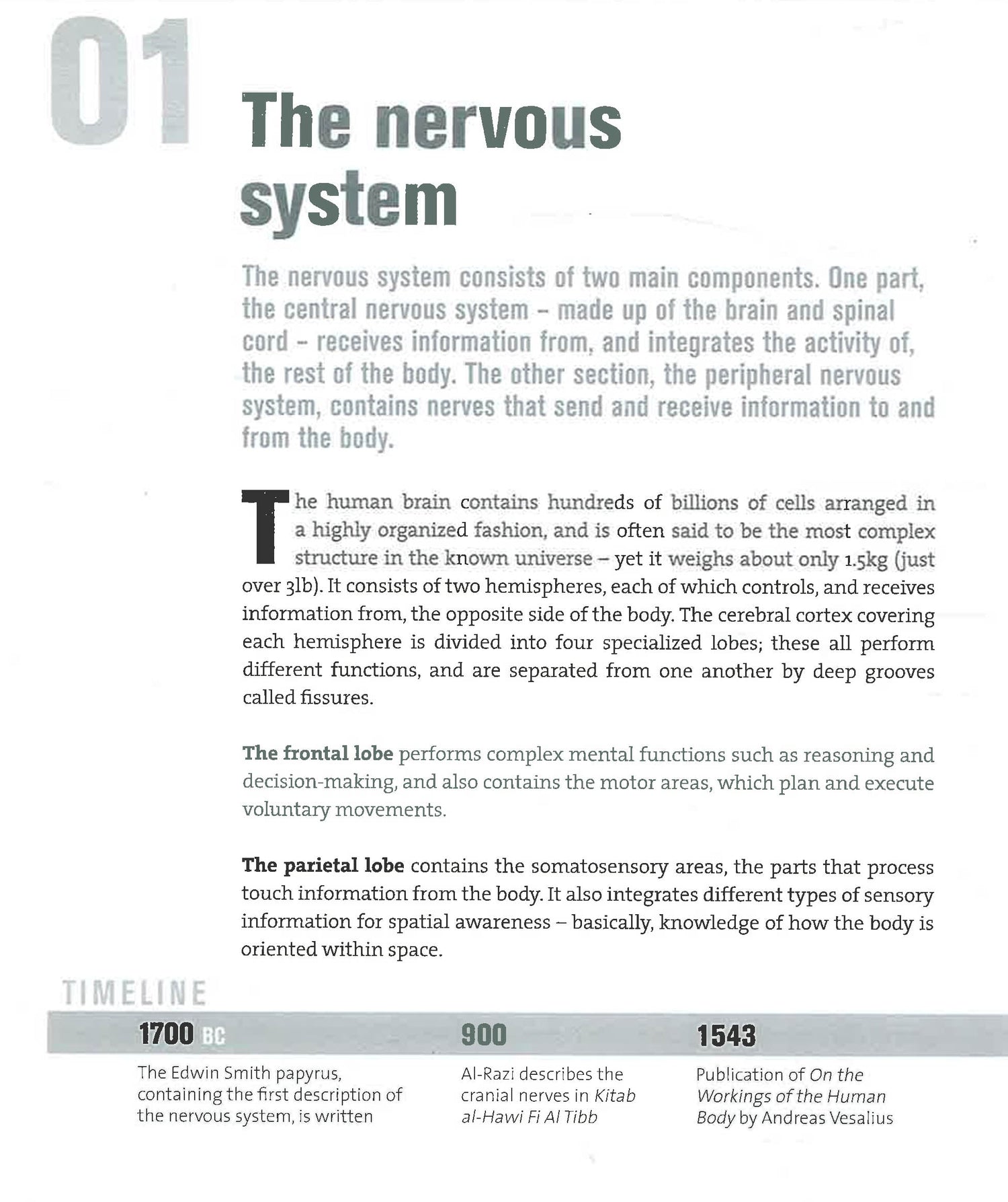 50 Human Brain Ideas You Really Need To Know – BookXcess