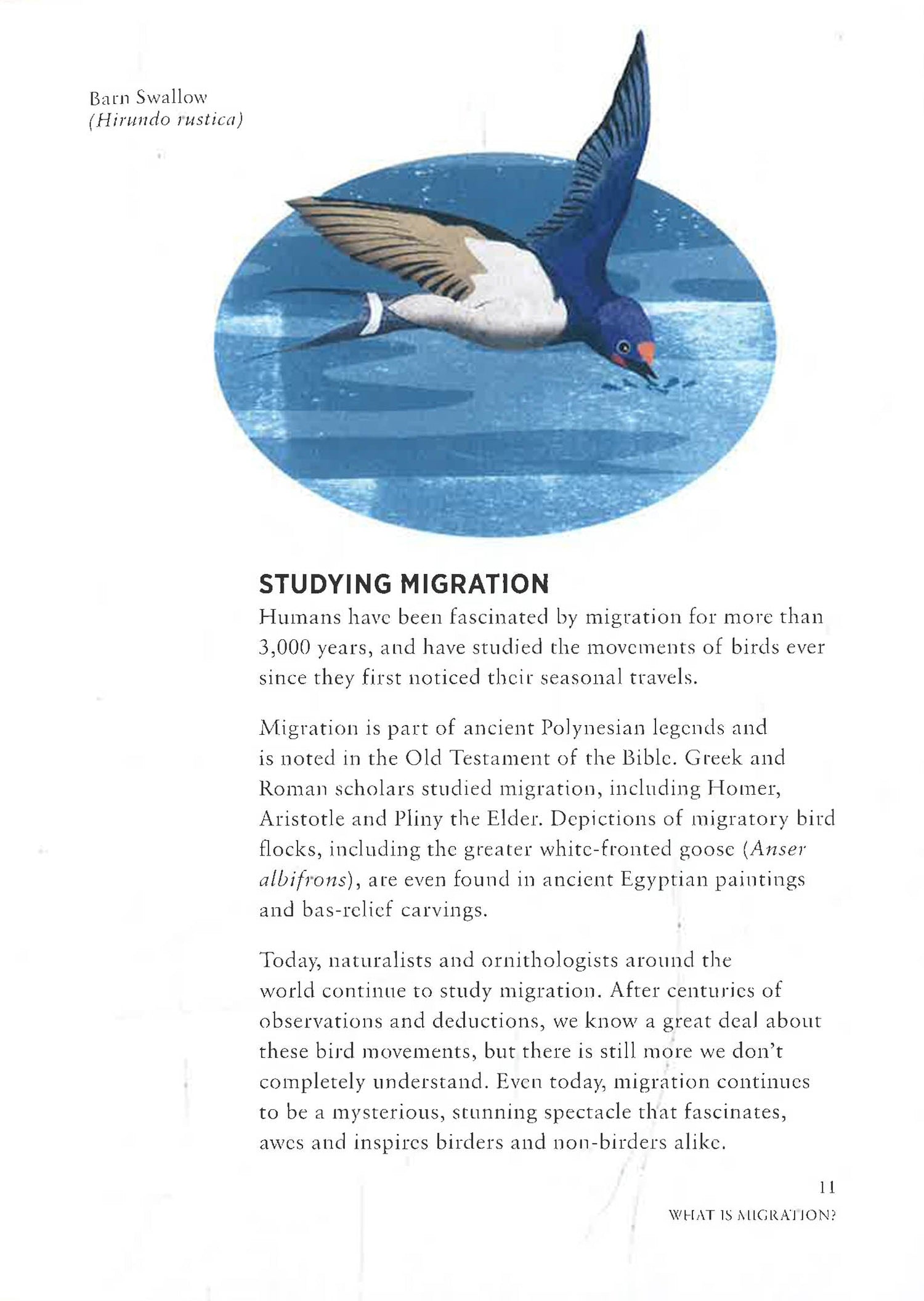 Migration: Exploring The Remarkable Journeys Of Birds – BookXcess