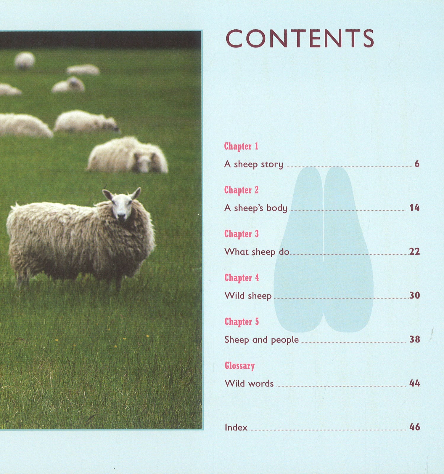 Sheep – BookXcess