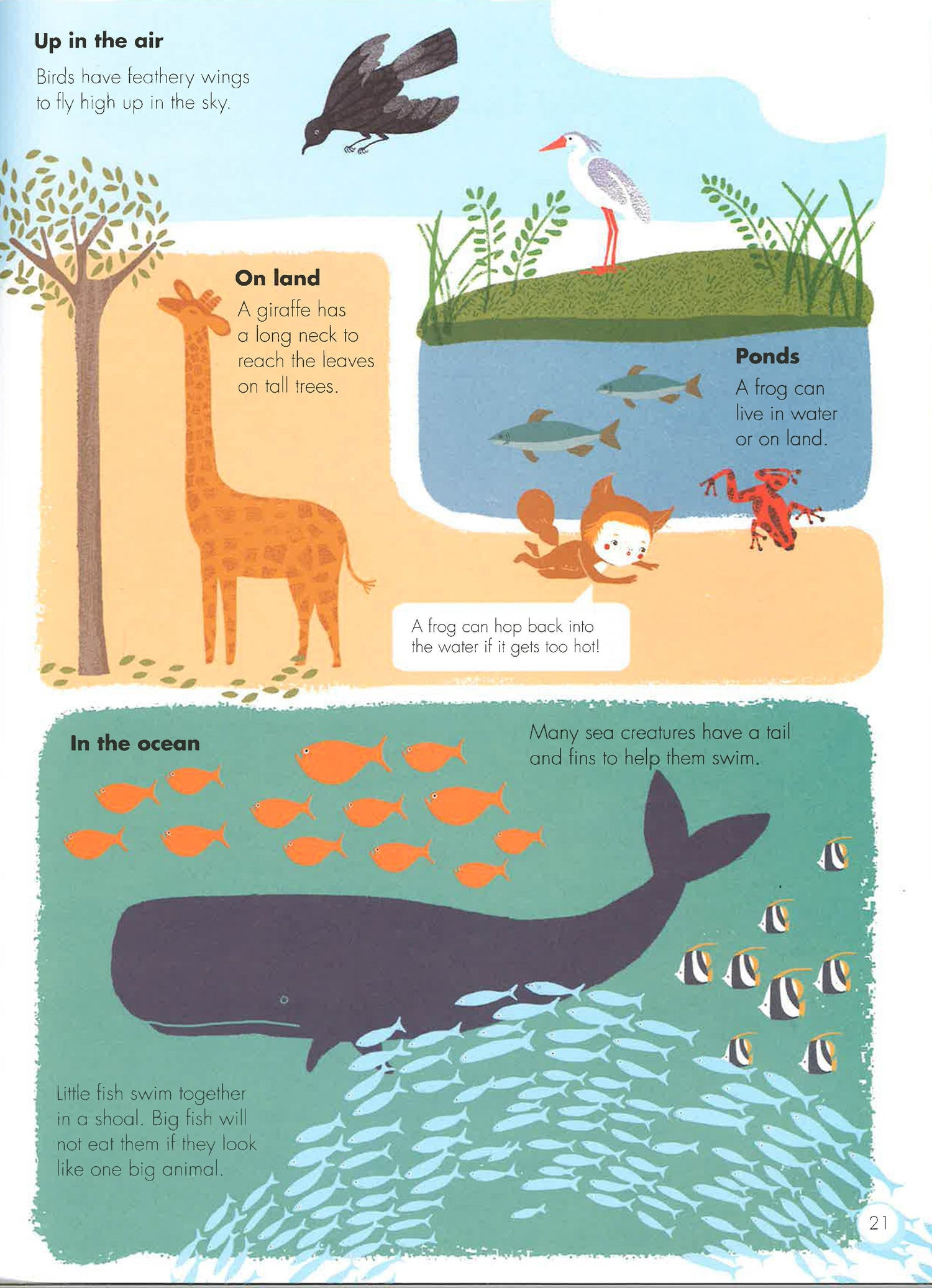 [Bargain Corner] My Animal Book – BookXcess