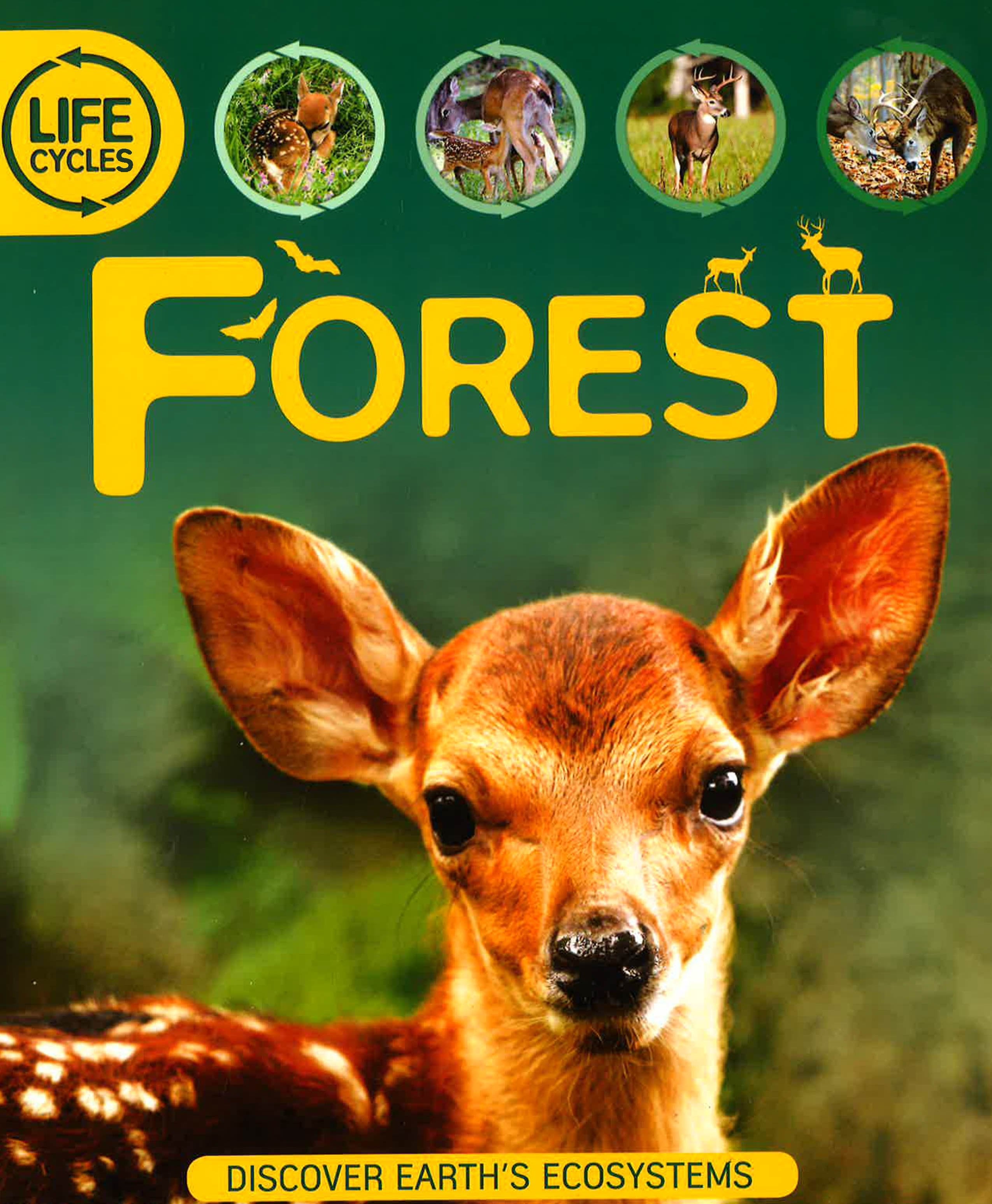 Life Cycles: Forest – BookXcess