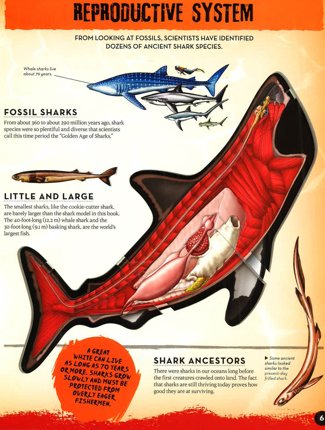 Inside Out Sharks – BookXcess