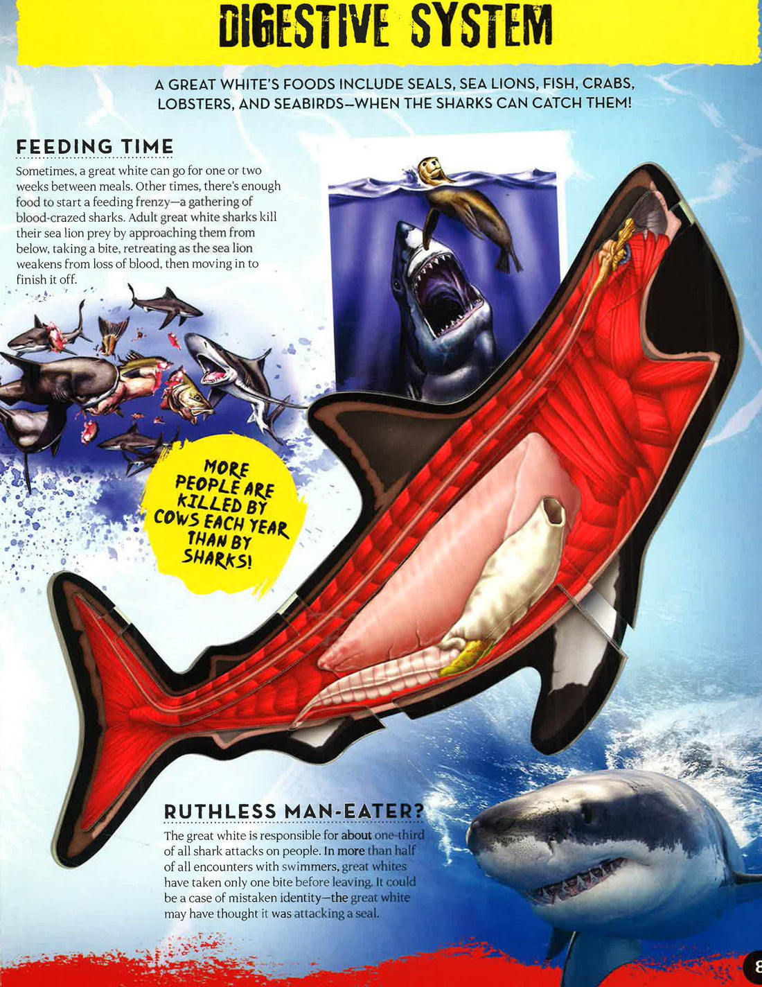 Inside Out Sharks – BookXcess