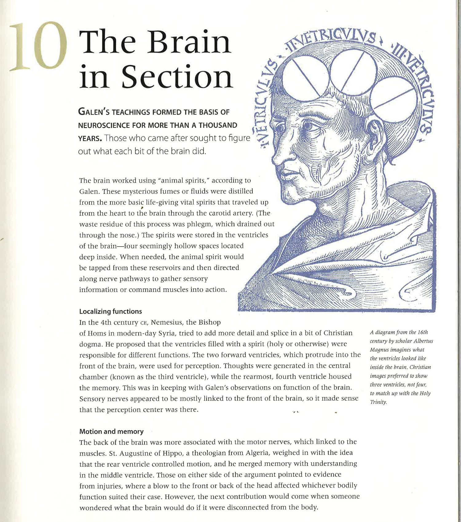 The Brain – BookXcess