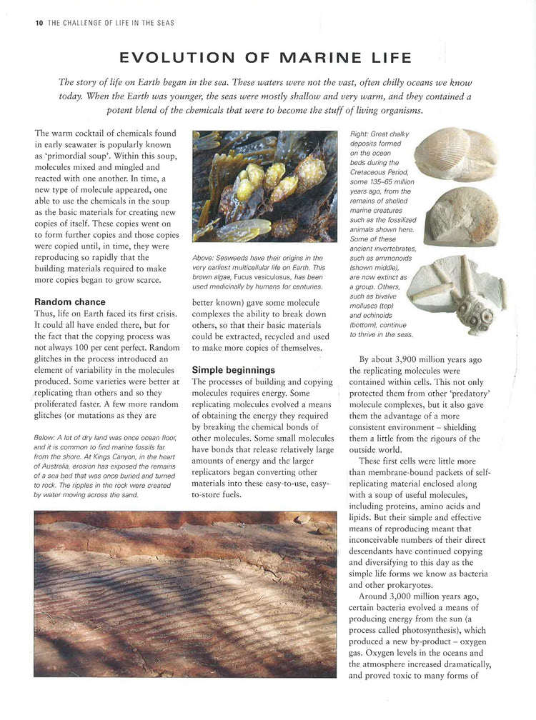 The Illustrated World Encyclopedia Of Marine Fish & Sea Creatures – BookXcess