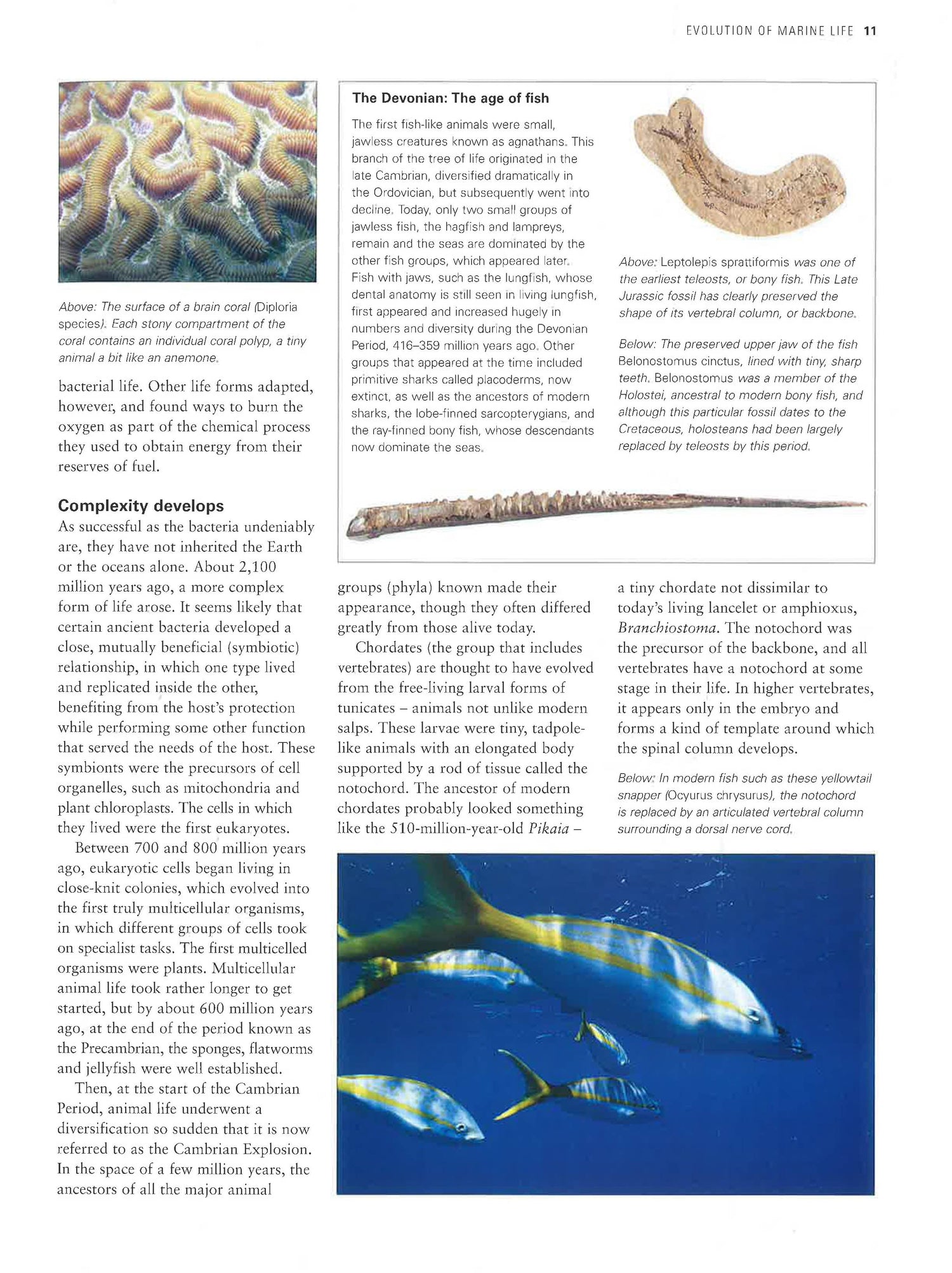 The Illustrated World Encyclopedia Of Marine Fish & Sea Creatures ...