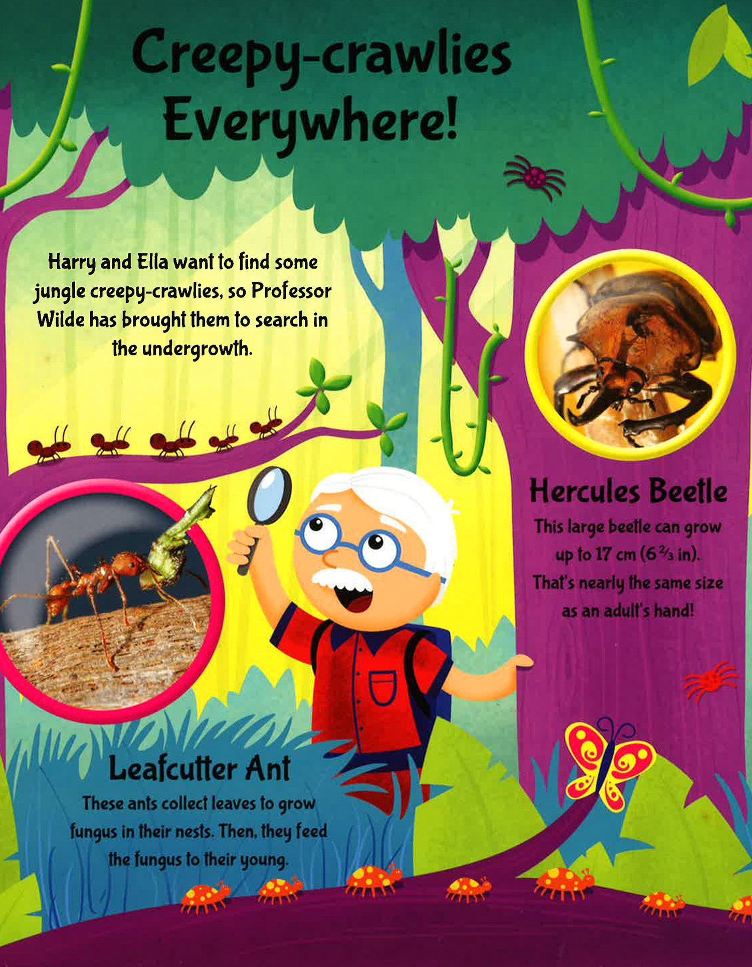 Little Explorers: Jungle – BookXcess