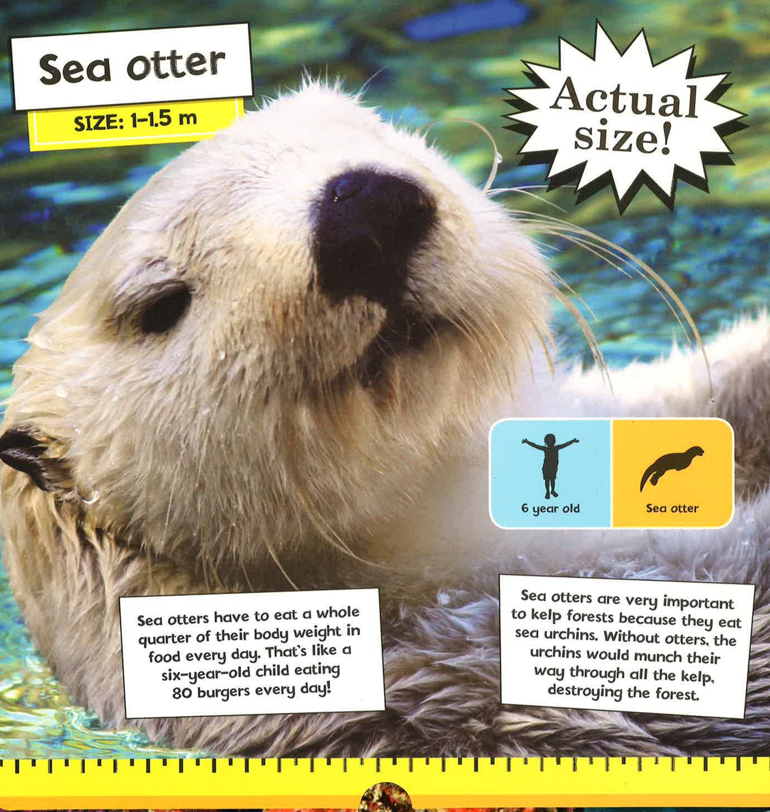 Life-Size: Ocean Animals – BookXcess