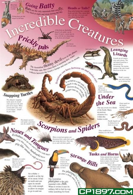Incredible Creatures (Natural History Wall Chart) – BookXcess