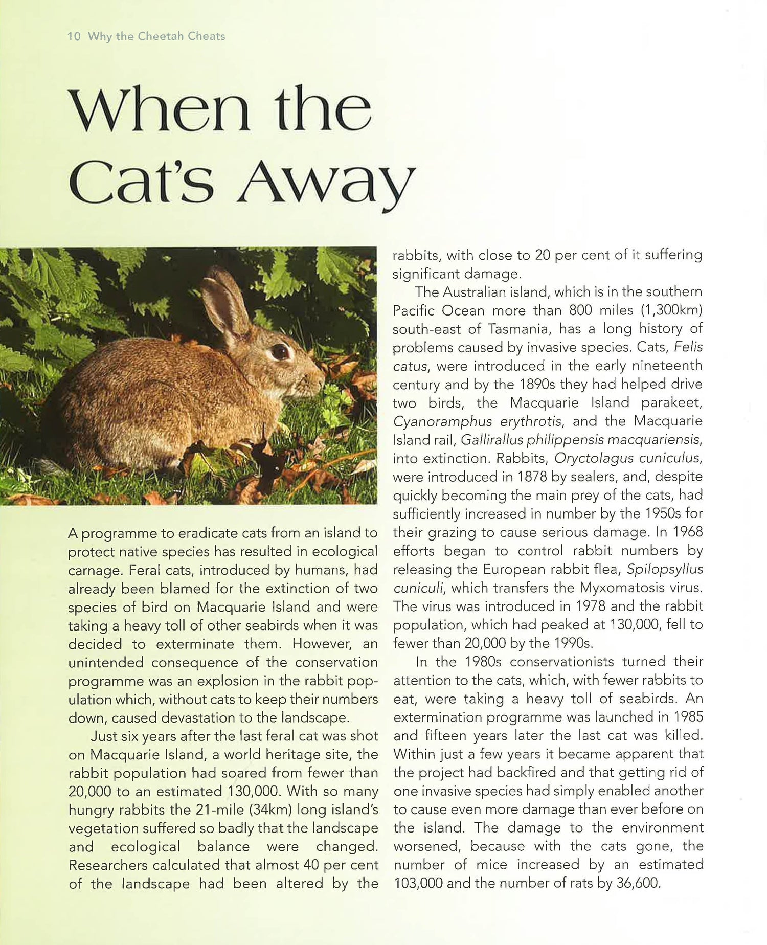 Why The Cheetah Cheats – BookXcess