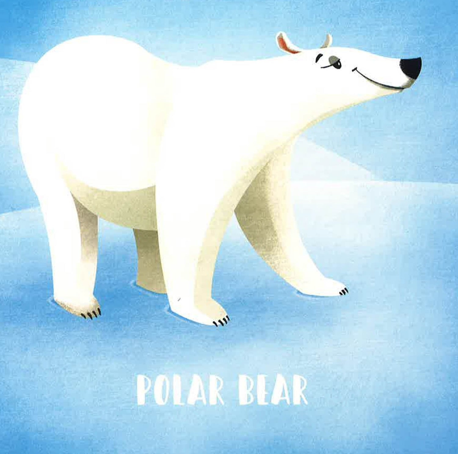 Board Books Anna Lang - Happy English - Hiding Animals – BookXcess