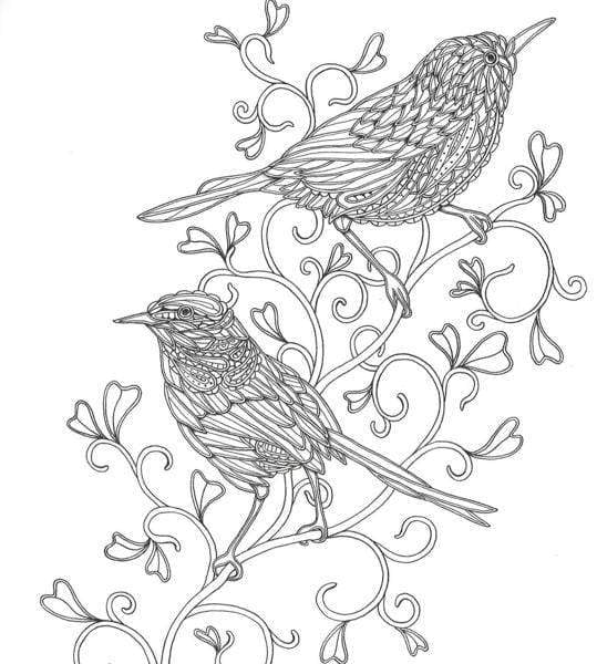 Birds: A Mindful Coloring Book – BookXcess